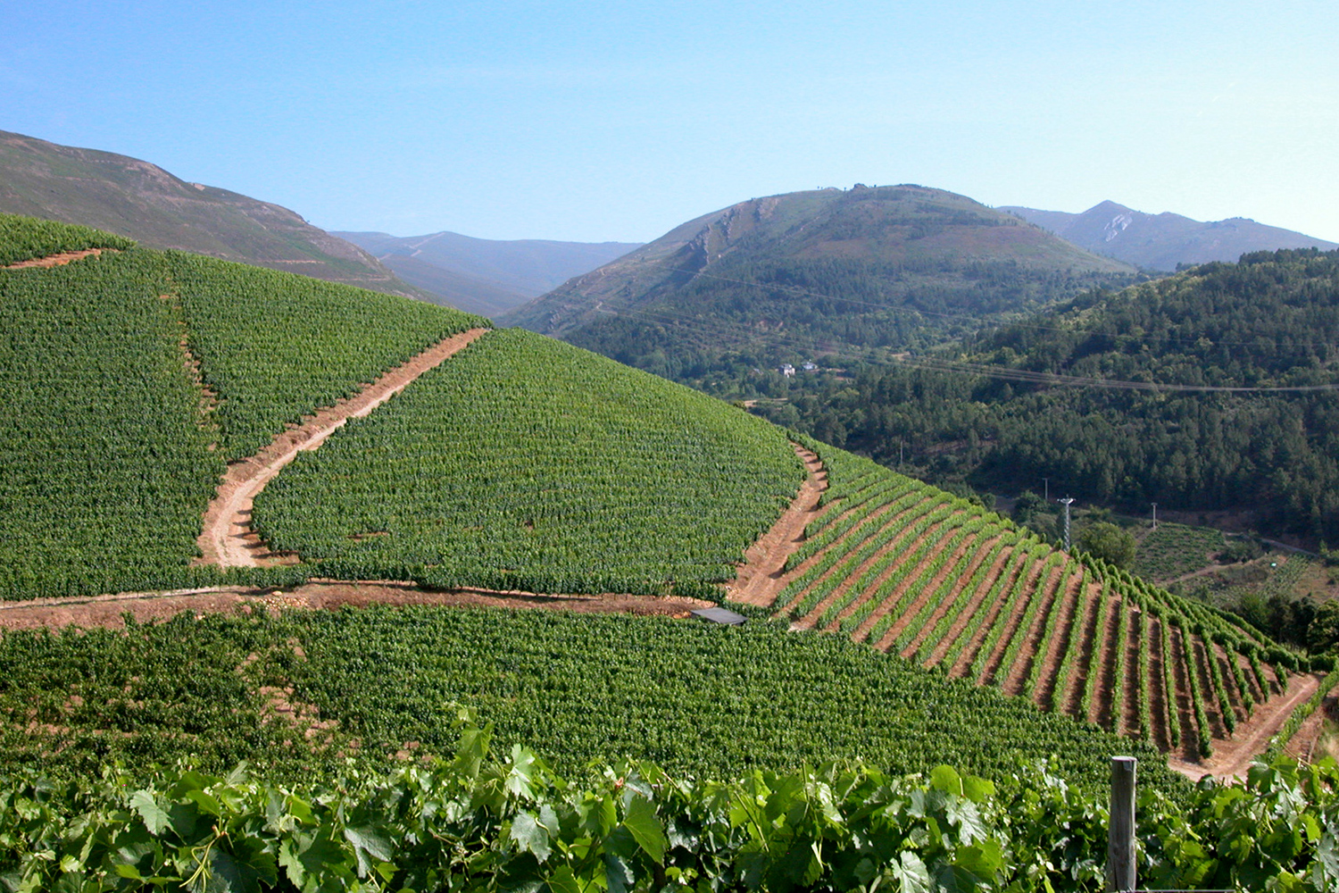 D.O. Valdeorras | Enoturismo & Catas | VISITAR BODEGAS
