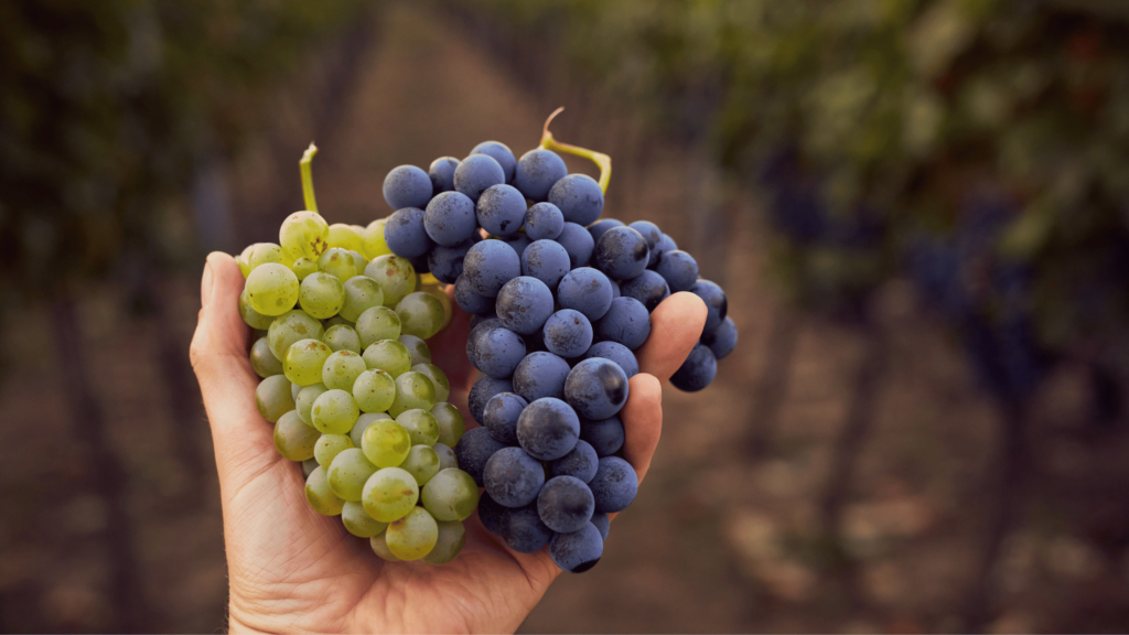 ¿Qué es un cava brut nature y qué tipos de cava existen? | BLOG | Visitar Bodegas